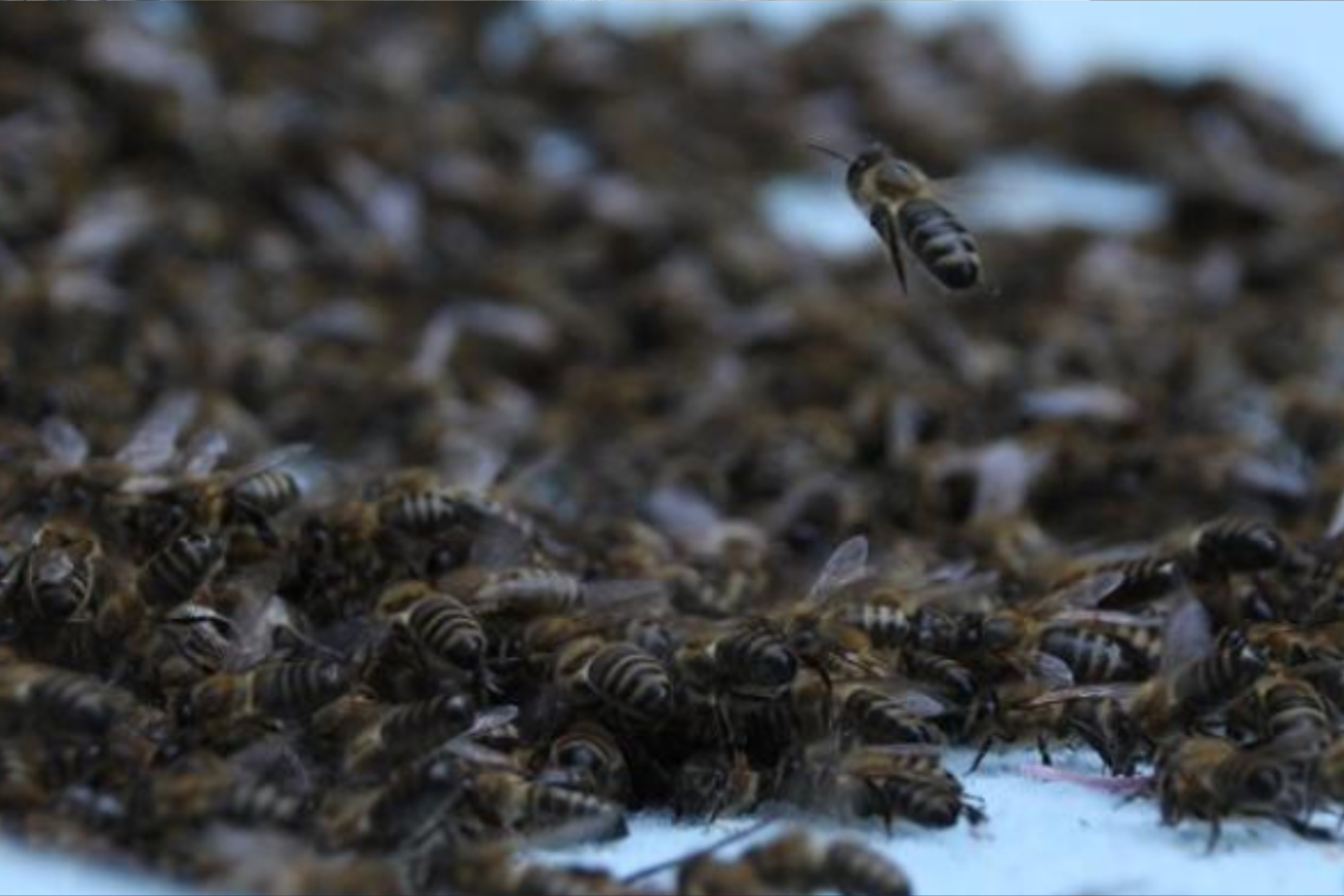 Bee Cell Phone Radiation Research